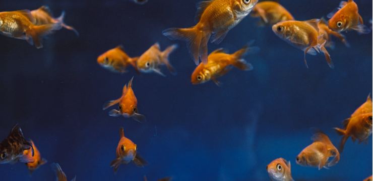 How To Create A Goldfish Aquarium - Ezilon Articles