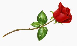 Make A Romantic Statement With Colorful Roses - Ezilon Articles